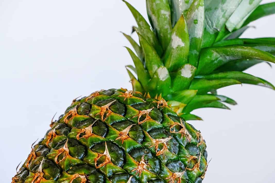 Costa Rica Cultivates Dazzling Rubyglow Pineapple : The Tico Times ...