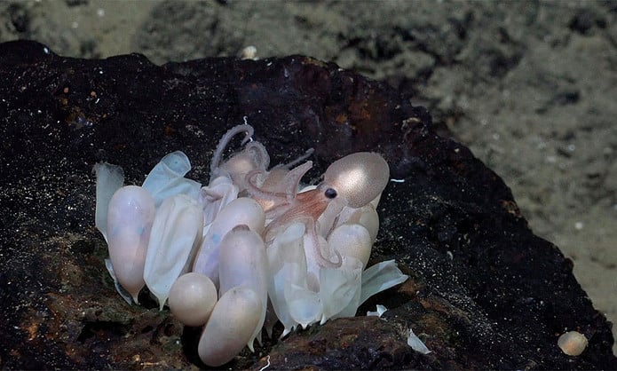 Costa Rica Expedition Uncovers Four New Octopus Species