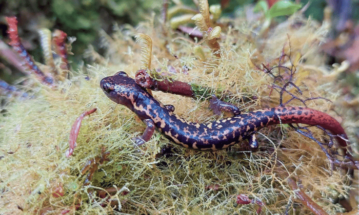 New Salamander Found Hidden in Costa Rica's Remote Cloud Forests