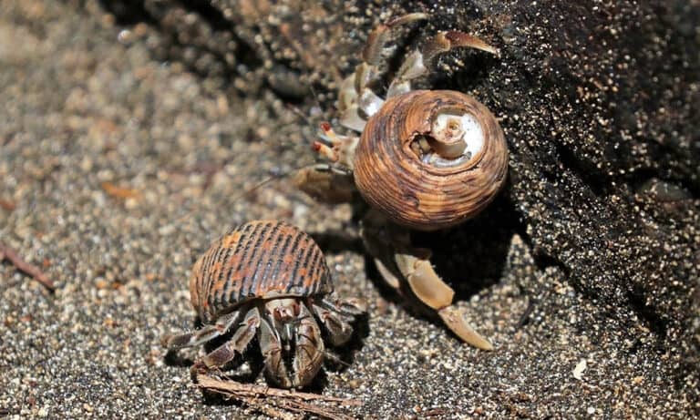 Costa Rica Wildlife: Meet the Ecuadorian Hermit Crab - Environment and Wildlife, Featured, News ...