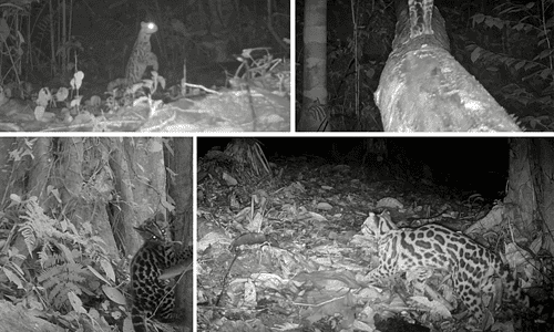 Margay: The Arboreal Feline of Costa Rica