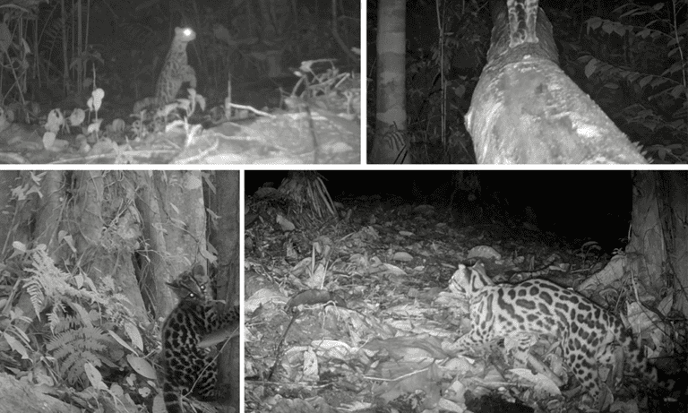 Margay: The Arboreal Feline of Costa Rica