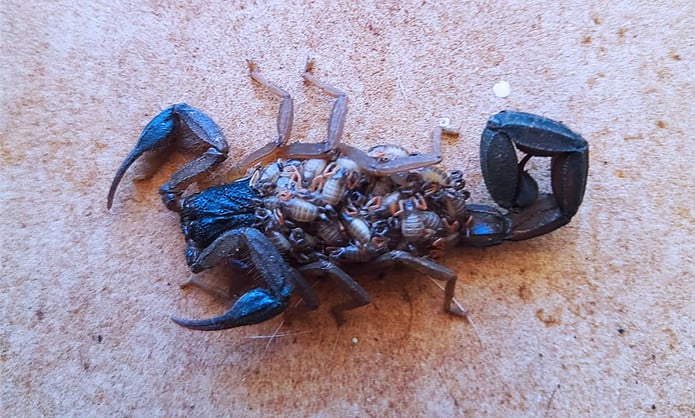 Scorpion Tales: Meet Costa Rica's Misunderstood Bark Scorpions