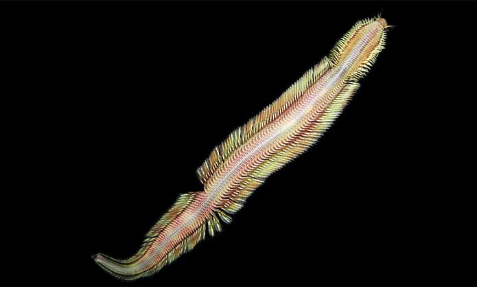 Deep-Sea Worm Discovered in Costa Rica