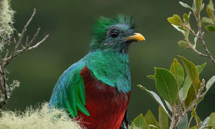 Where and When to See Quetzals in Costa Rica This Season