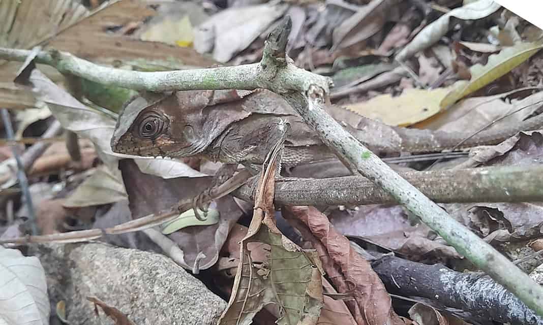 Discovering the Elusive Helmeted Iguana in Costa Rica