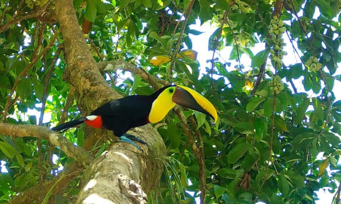 Discover Costa Rica's Largest Toucan: The Chestnut-Mandibled Toucan