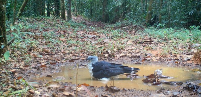 Birds of Costa Rica: Meet the Gray-Headed Kite
