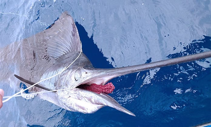 Dozens of Sailfish and Marlin Found Dead in the Waters of Golfo Dulce ...