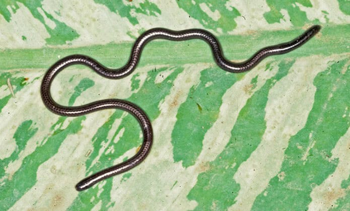 Unraveling the Mystery of Costa Rica's Black Threadsnake