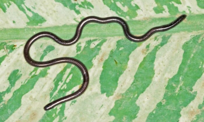 Unraveling the Mystery of Costa Rica's Black Threadsnake