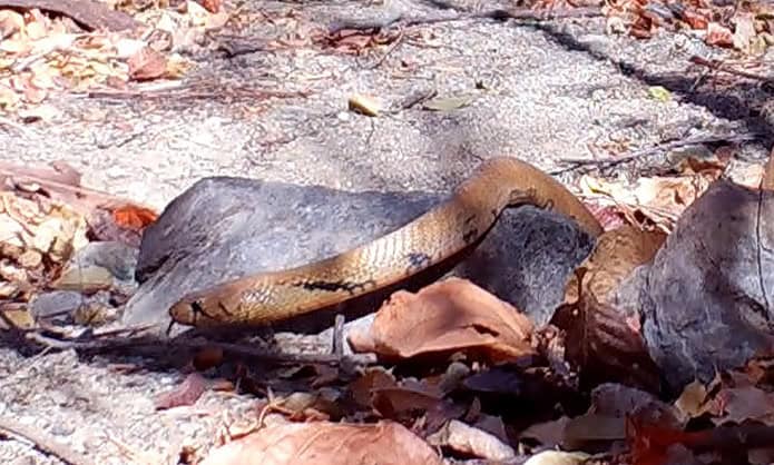 Snakes in Costa Rica: Meet the Blacktail Cribo