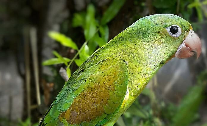How a Tiny Parakeet Named Verde Changed My Day : The Tico Times | Costa ...