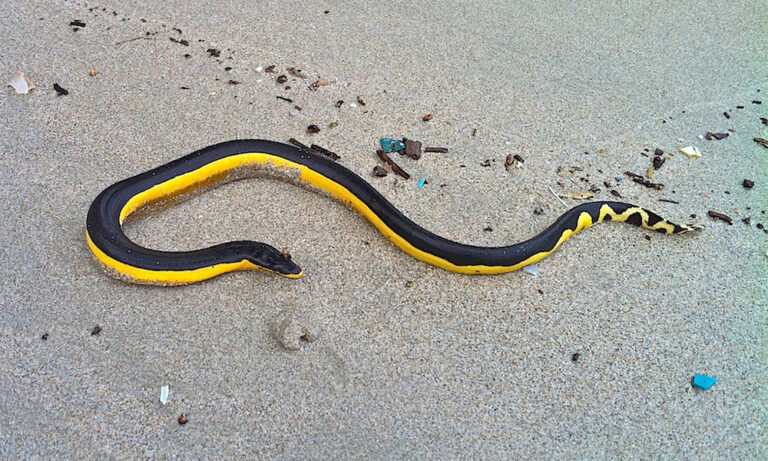 Costa Rica Wildlife: Meet the Yellow-bellied Sea Snake