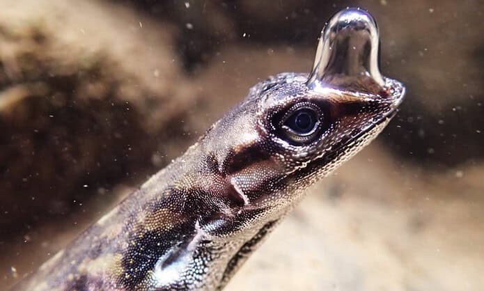 Meet Costa Rica’s Diving Lizard: The Anole’s Incredible Underwater Survival