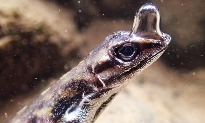 Meet Costa Rica’s Diving Lizard: The Anole’s Incredible Underwater Survival