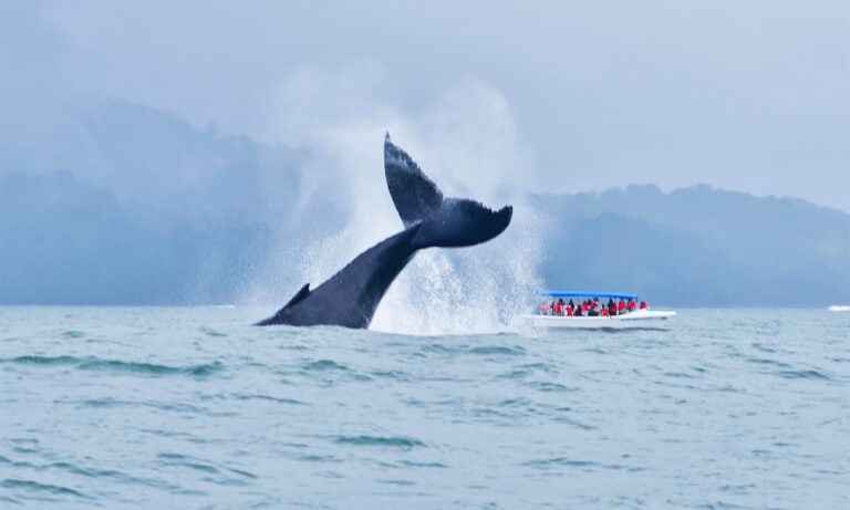 Costa Rica’s Humpback Whale Season Begins on the Pacific Coast