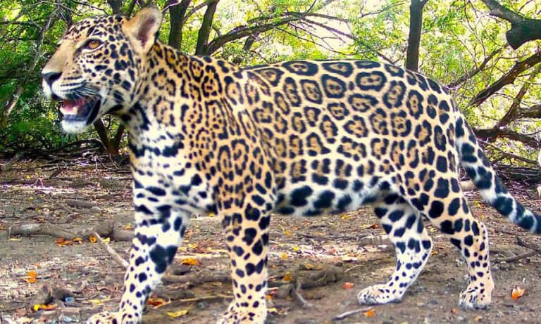 Tracking Jaguars on Costa Rica’s Beaches: A Unique Adventure