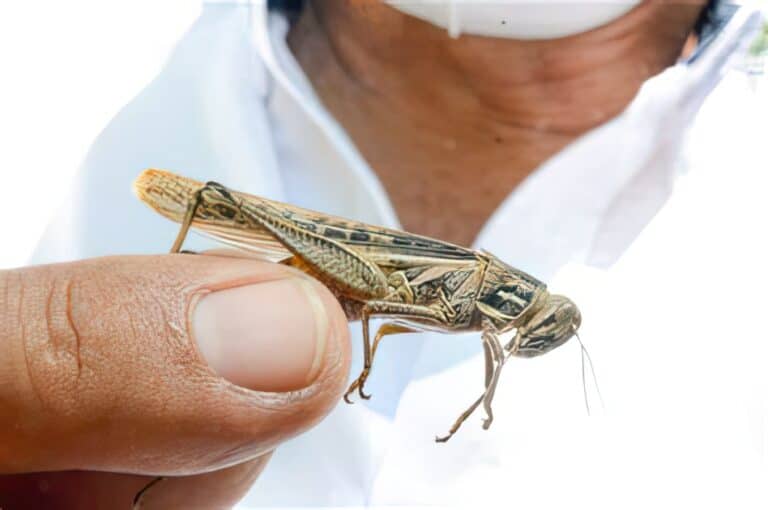 Locust Plague Threatens Crops in Mexico and Central America
