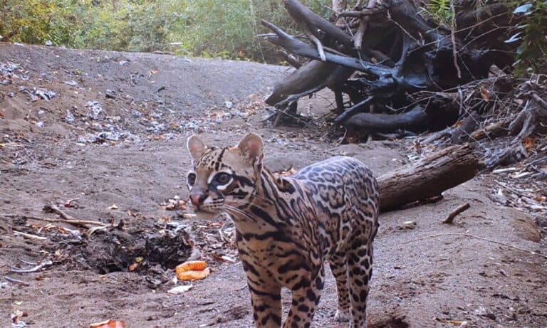 6 Wild Cats of Costa Rica: From Jaguars to Oncillas