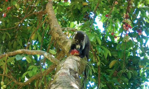 Why Water Apples Are a Must-Try Fruit in Costa Rica