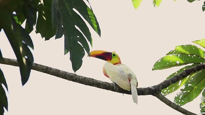 A Wildlife Wonder: Rare White Toucan Spotted in Costa Rica