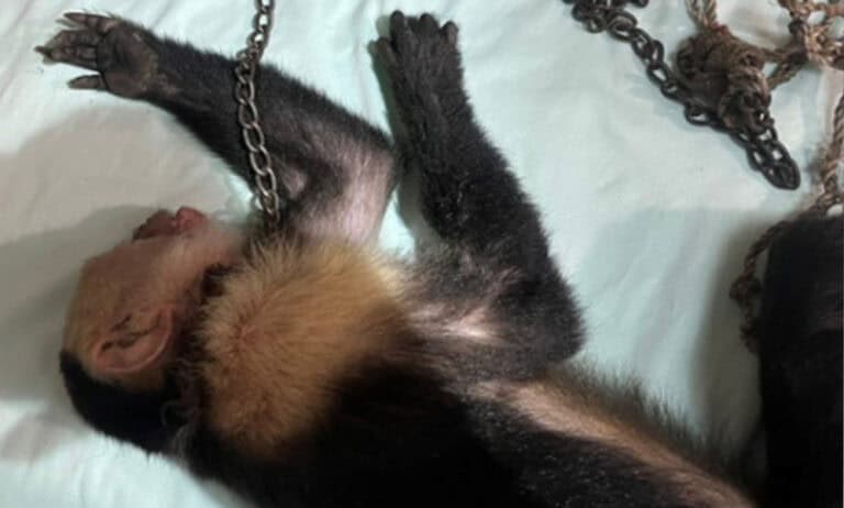 Chained Monkey Among Latest Wildlife Rescues in Costa Rica
