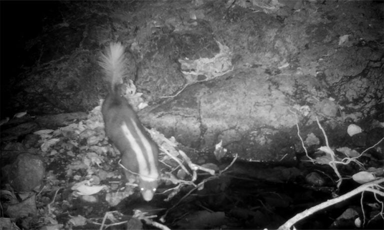Costa Rica Wildlife Reveals Mysterious Striped Hog-Nosed Skunk
