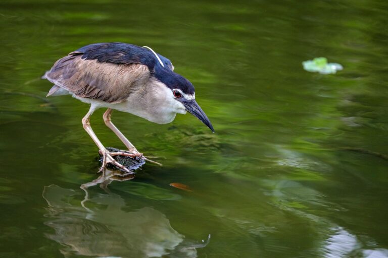 Costa Rica's Birdlife: Discover the Elusive Night Herons