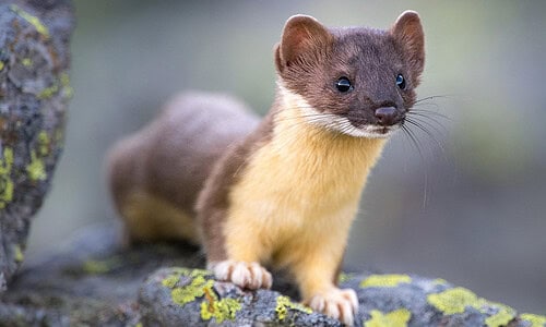 Costa Rica Long Tailed Weasel Hunting and Dance Mysteries