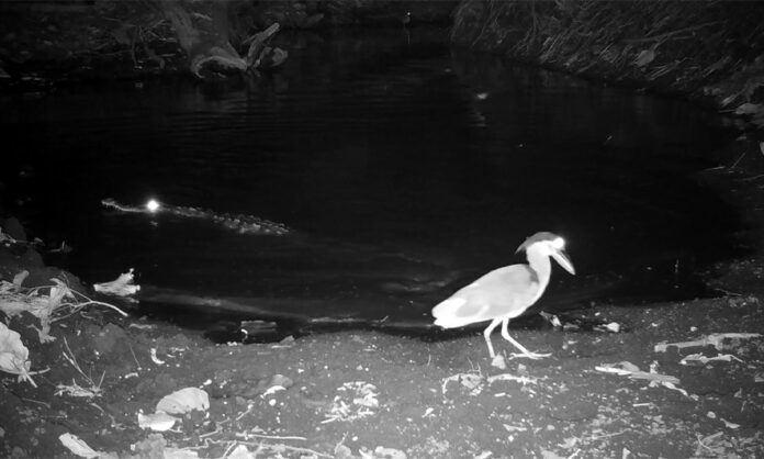 Wildlife Wonders and Animal Teamwork in Costa Rica