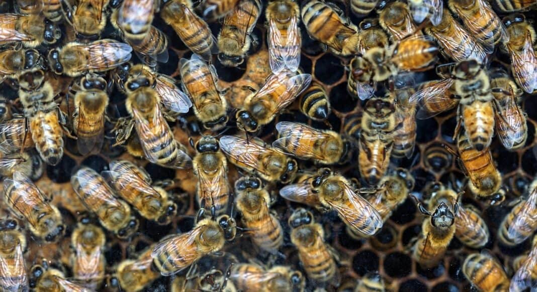 Beehives Force Cancellation of Traditional Pilgrimage