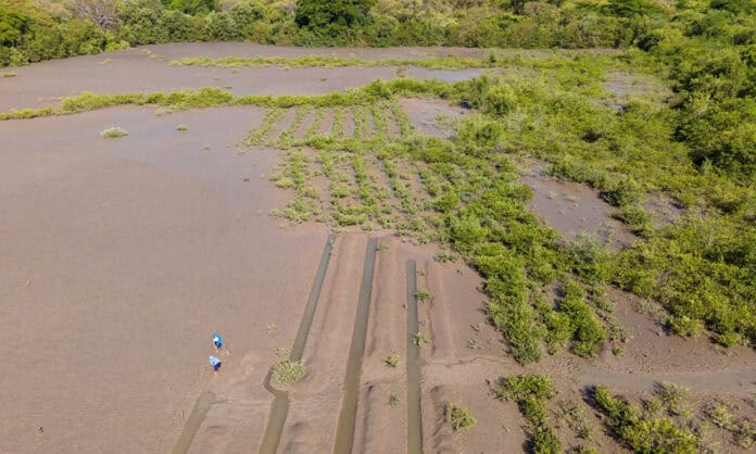 Costa Rica, France Launch Blue Carbon Initiative Ahead of UN Oceans Summit