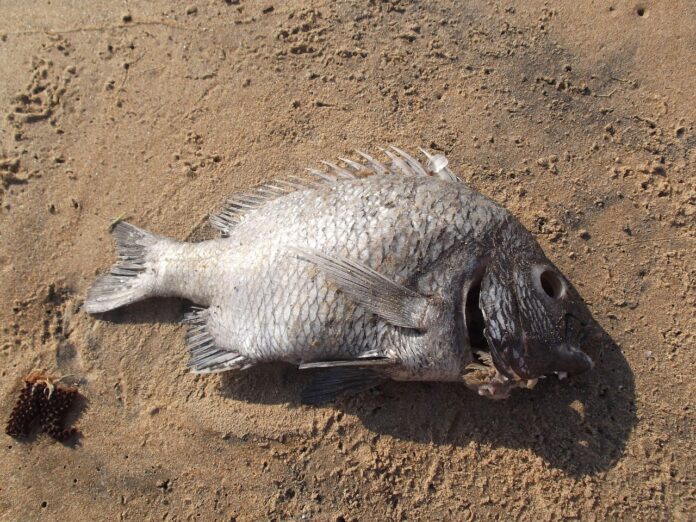 Costa Rica's Massive Fish Kills Also Kills Tourism