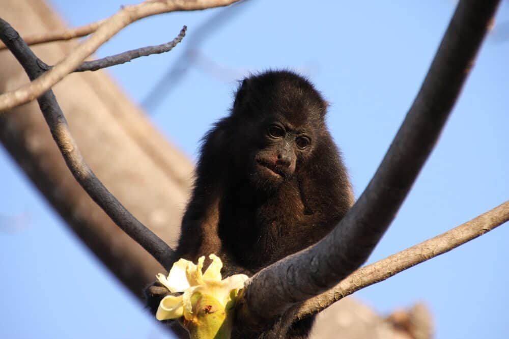 Parasite Outbreak in Costa Rica’s Howler Monkeys Tied to Tourism and ...