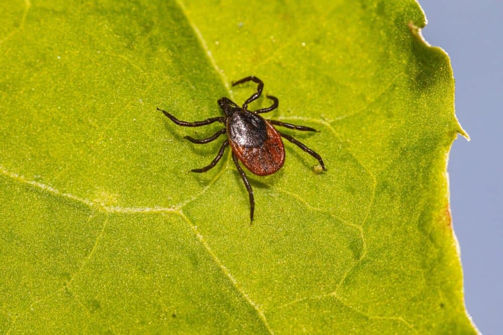 Costa Rica Expat Guide to Ticks and How to Avoid Them