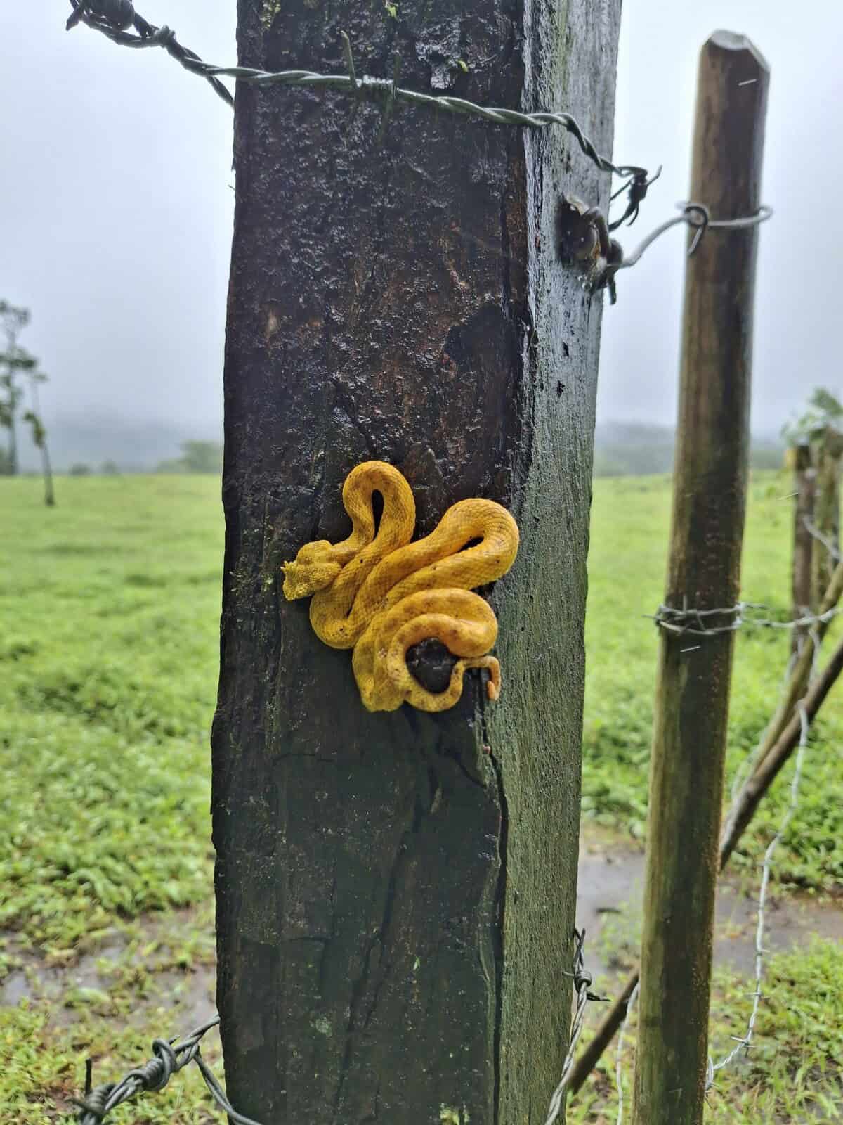 Costa Rica's Eyelash Viper Snake Is One of the Most Beautiful : The ...