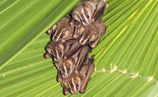 Meet the Bats of Costa Rica from Tent Makers to Fish Hunters