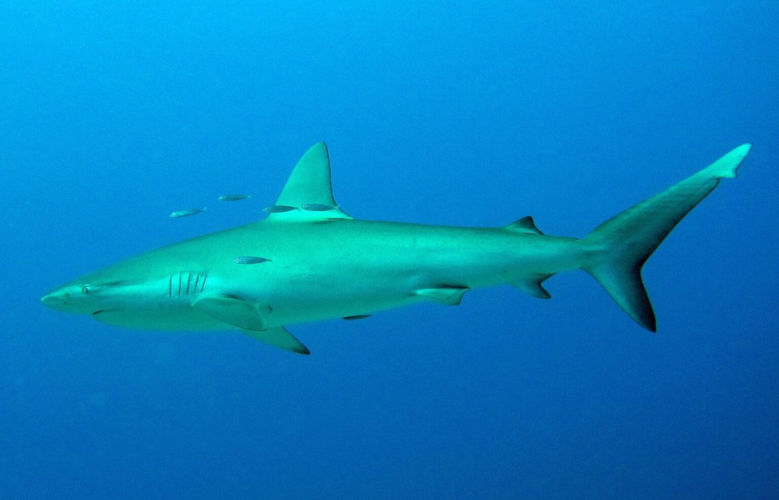 Costa Rica Shark Attack Case: Marine Biologist Injured