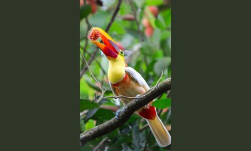 Costa Rica's Unique White Toucan Captures Hearts of Nature Lover