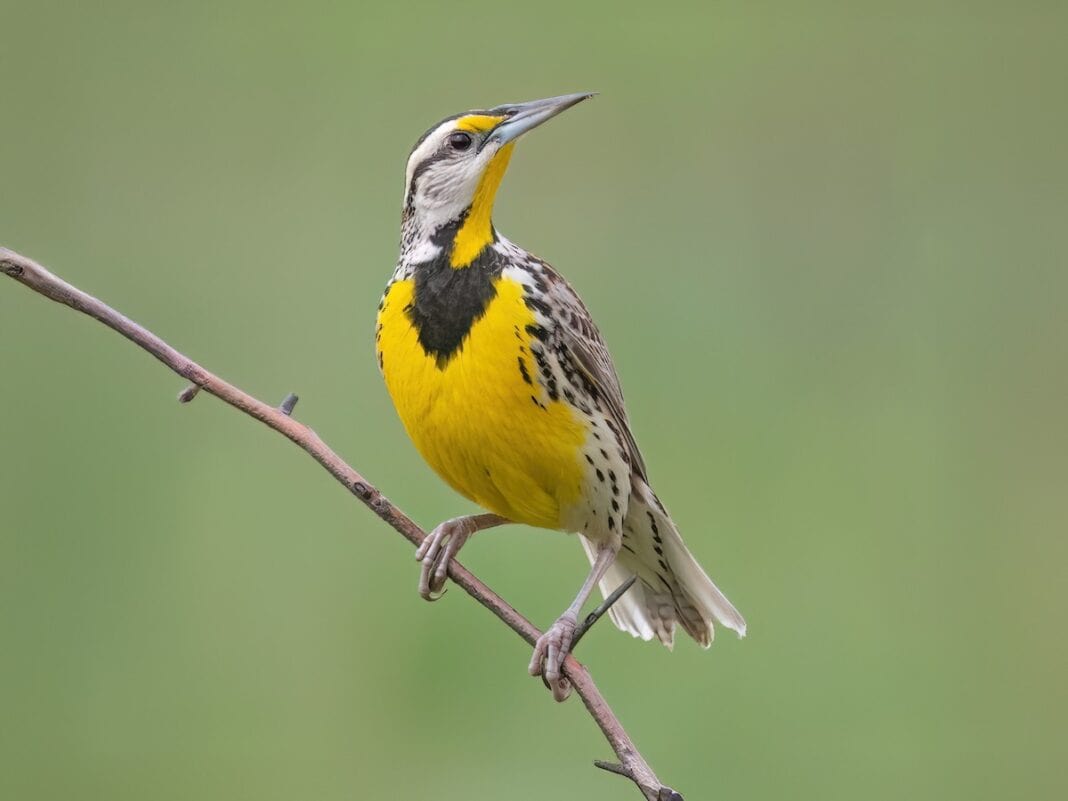 Costa Rica Bird Count Highlights Biodiversity in Wildlife Corridor
