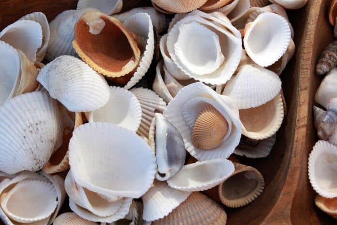 That Shell on a Costa Rica Beach Could Cost You Thousands