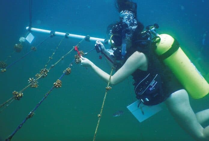 Costa Rica Expands Coral Gardening to Help Restore Pacific Reefs