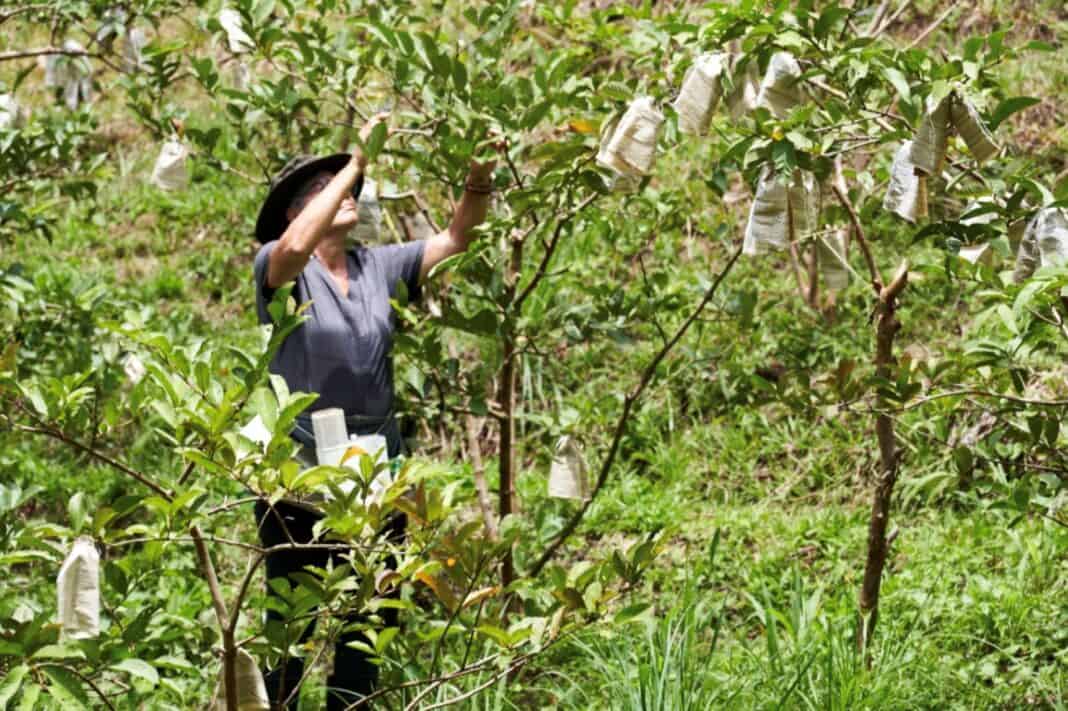 Rural Women Lead Climate Resilience Efforts in Costa Rica’s Farming ...