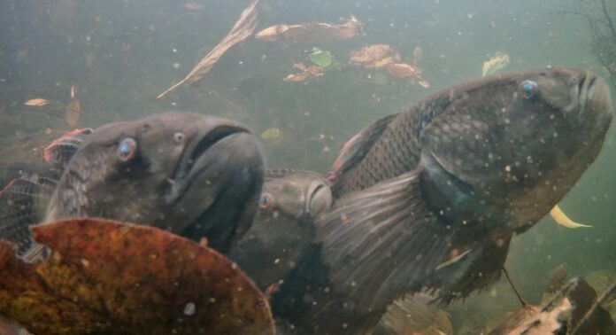 Costa Rica Camera Traps Capture Wild Fish Hunt in Guanacaste
