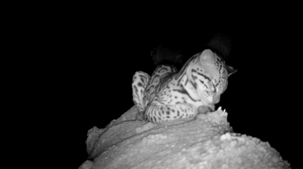 Costa Rica Wildlife Cameras Reveal Ocelot Naps and Crocodile Log Crossings